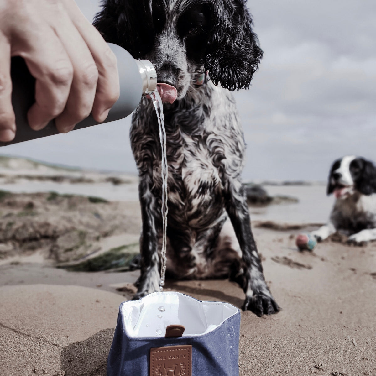 How to spot Dehydration in Dogs – The Dandy Dog Company