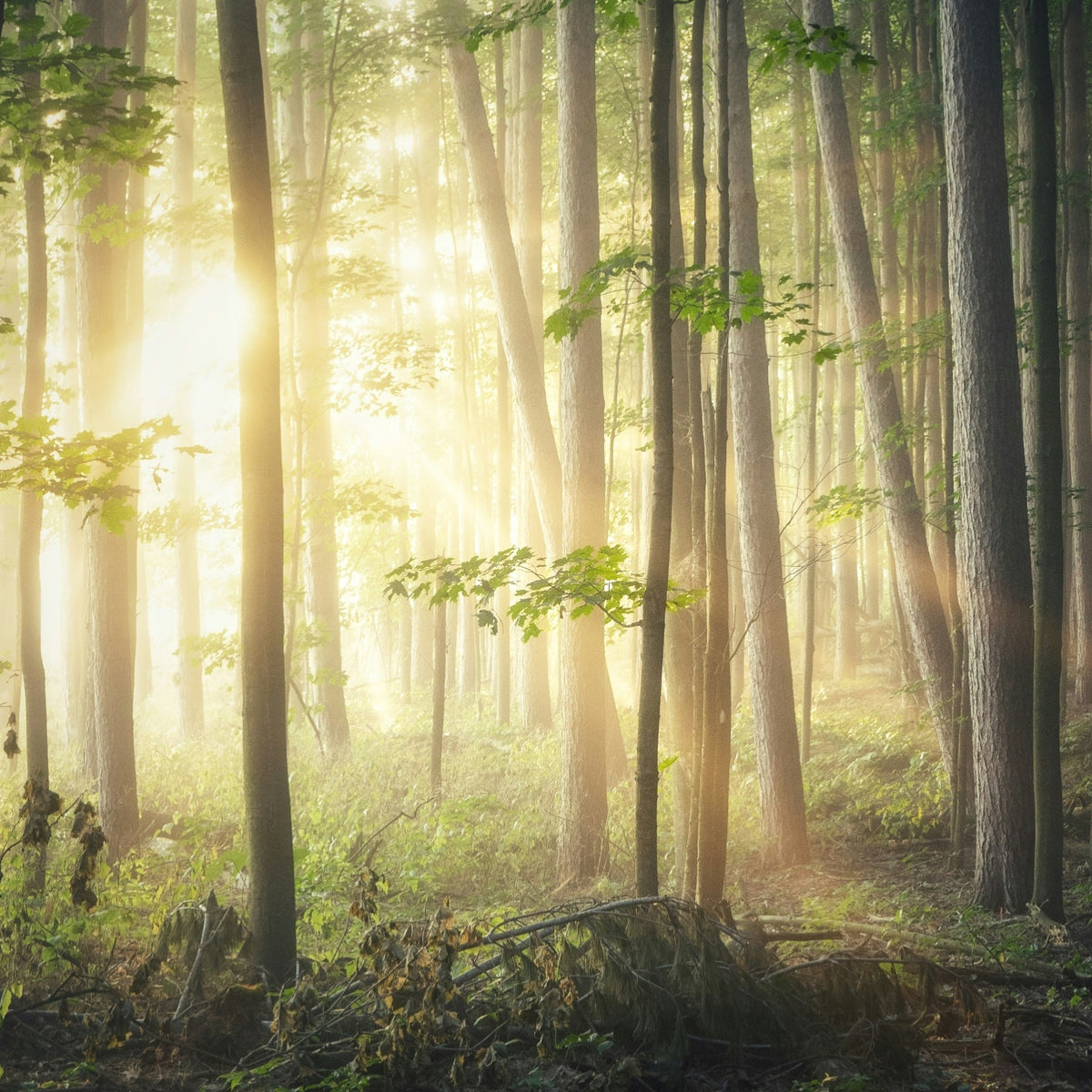 The Japanese practice of Forest Bathing – The Dandy Dog Company
