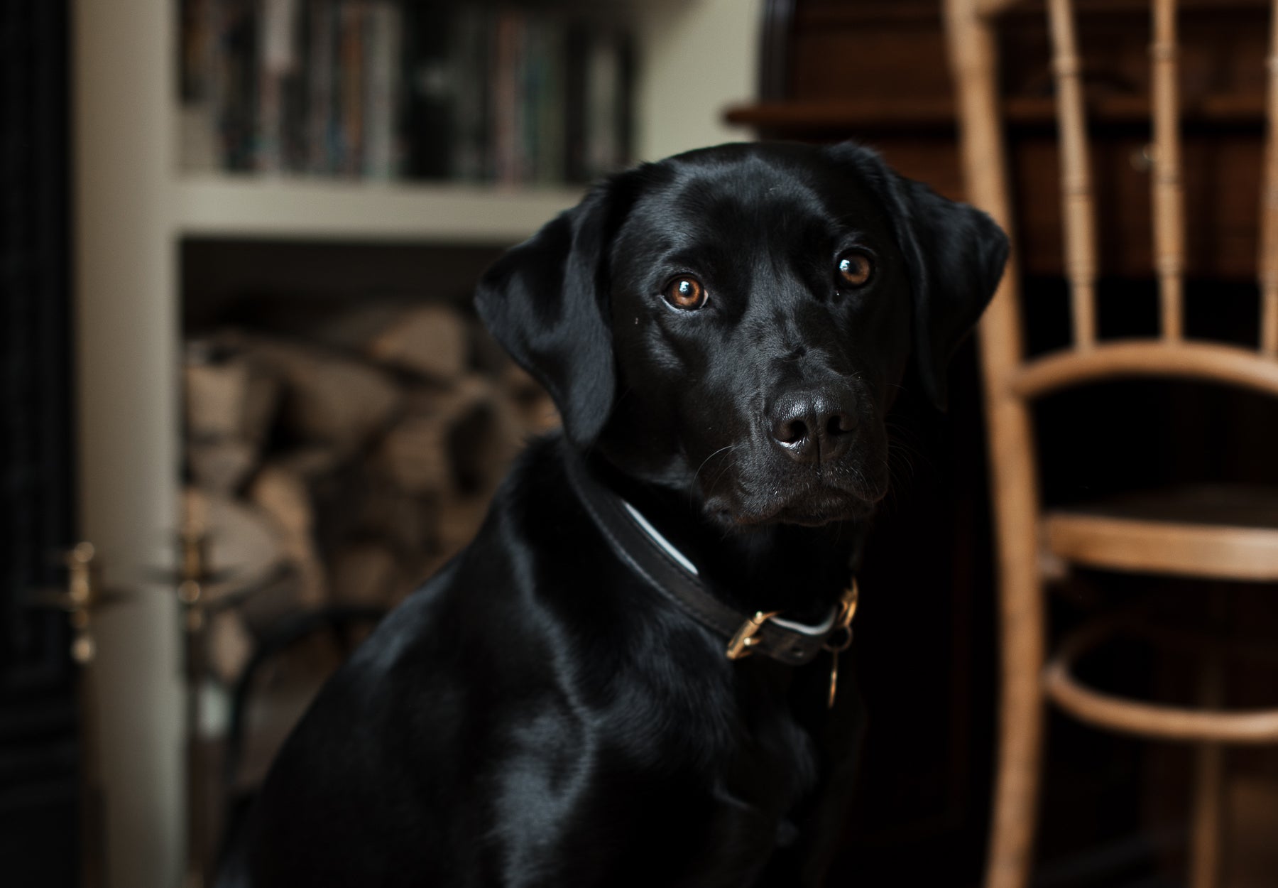 The Dandy Dog Company