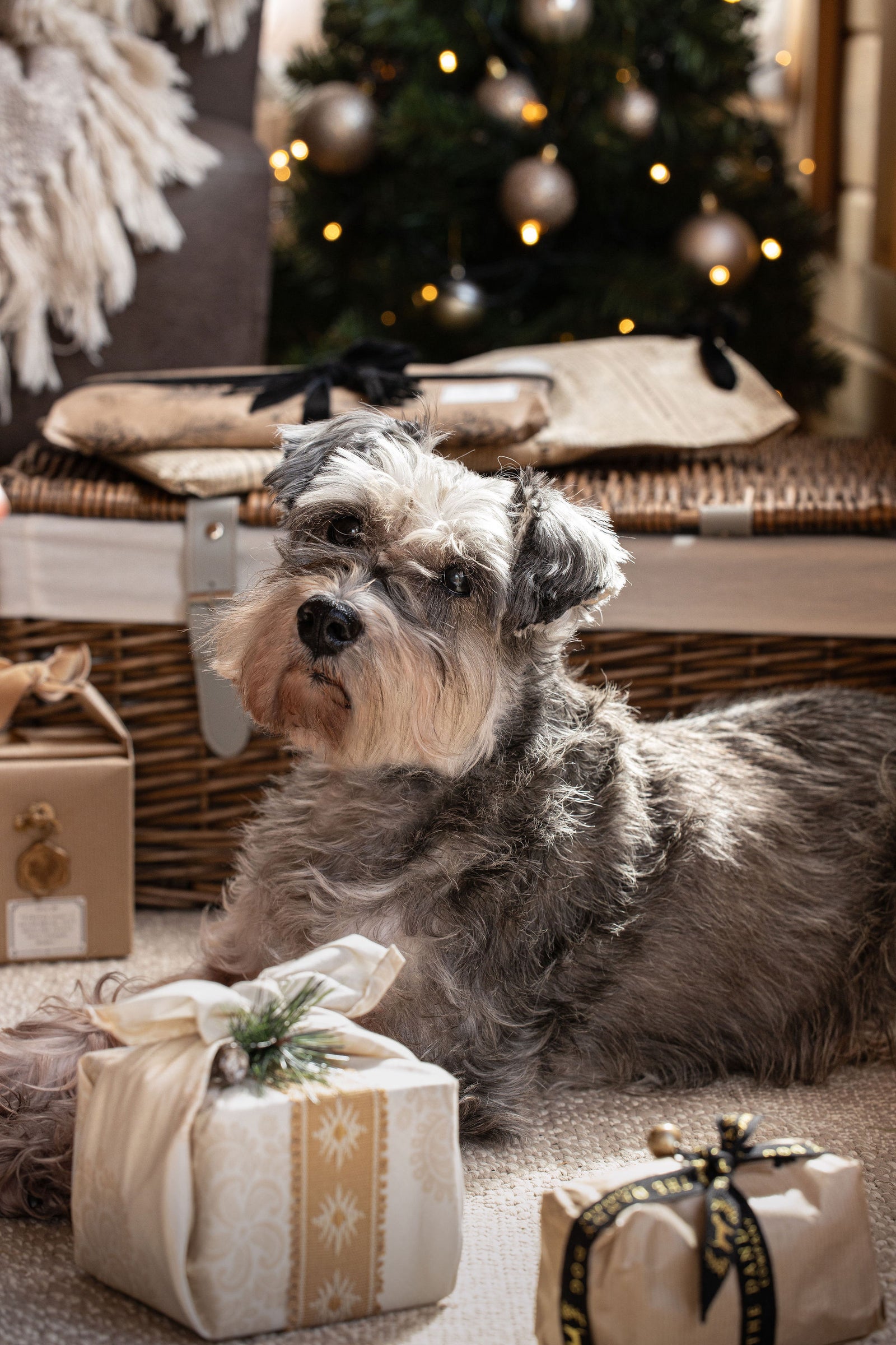Christmas – The Dandy Dog Company